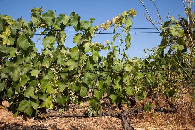 Mallorca Half Day Private Wine Tour With Wine Tasting - Taste the Estate-Produced Wines