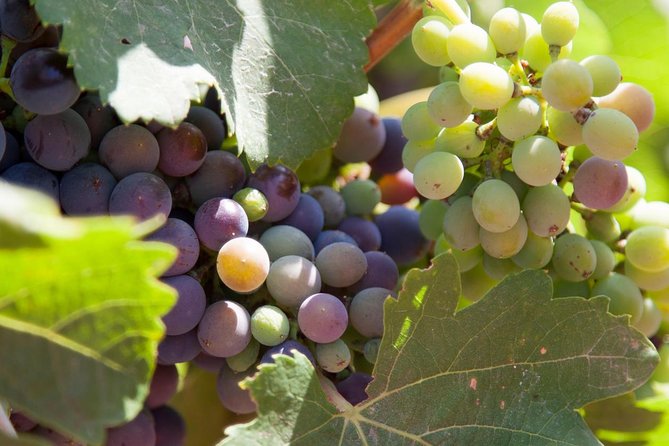 Mallorca Half Day Private Wine Tour With Wine Tasting - Reviews and Feedback