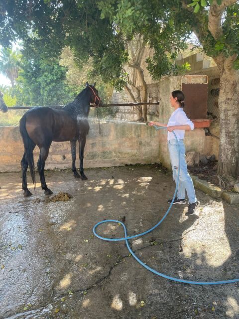 Mallorca: , Mallorcan sunset, horseback riding, with drinks - Practical Tips for Participants