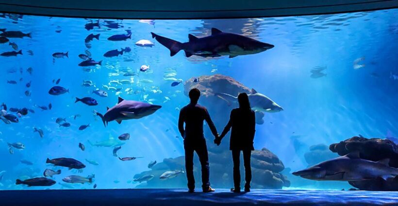 Mallorca: Palma Aquarium Entry Ticket w/ Optional 3D Cinema - Key Points