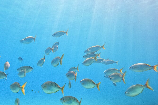 Mallorca PRIVATE Reservation*Scuba Dive + Photo/Video - Experience Details