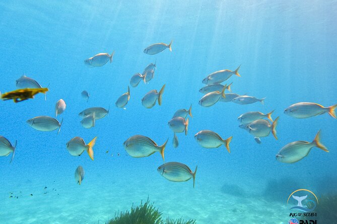 Mallorca PRIVATE Reservation*Scuba Dive + Photo/Video - Health and Safety Information