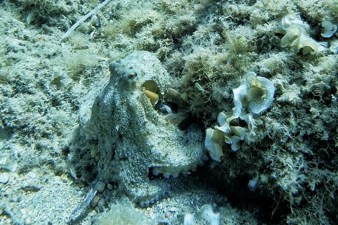 Mallorca PRIVATE Reservation*Scuba Dive + Photo/Video - Customer Reviews