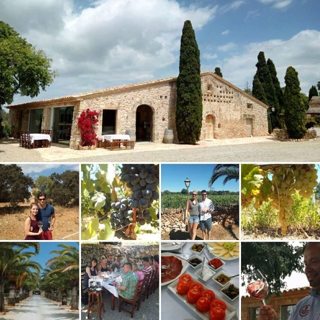 Mallorca: Private Wine Tour with Tasting and Picnic - An In-Depth Look at the Mallorca Private Wine Tour