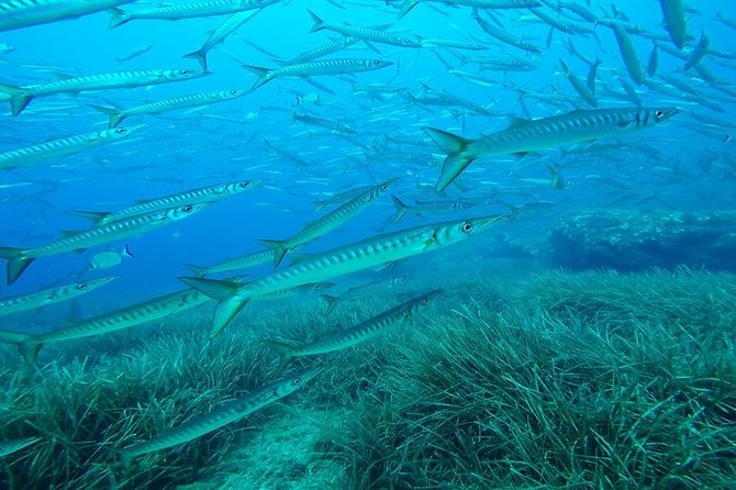 Mallorca: SSI Open Water Diver Course - Health and Safety Requirements