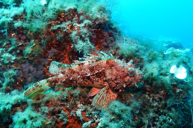 Mallorca: SSI Open Water Diver Course - Experience and Participant Feedback