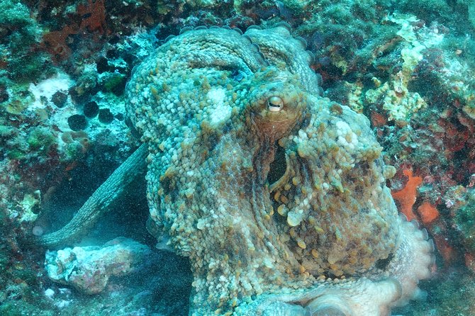 Mallorca: SSI Open Water Diver Course - What to Expect During the Course