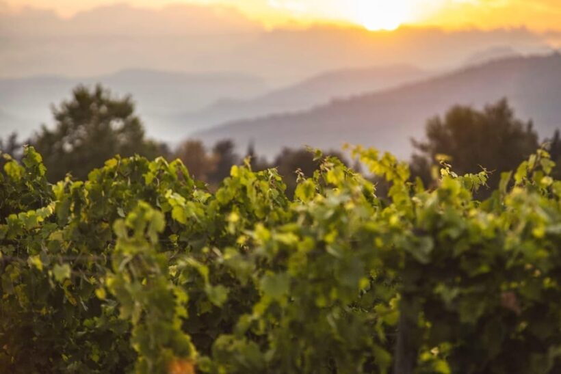 Mallorca: Sunset Wine Tasting Minibus Tour - ENGLISH GUIDE - The Sum Up
