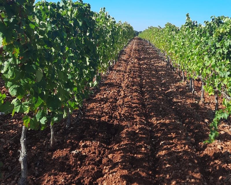 Mallorca: Wine Cellar Tour XL - 3 Wine Tastings incl. GERMAN - Introduction