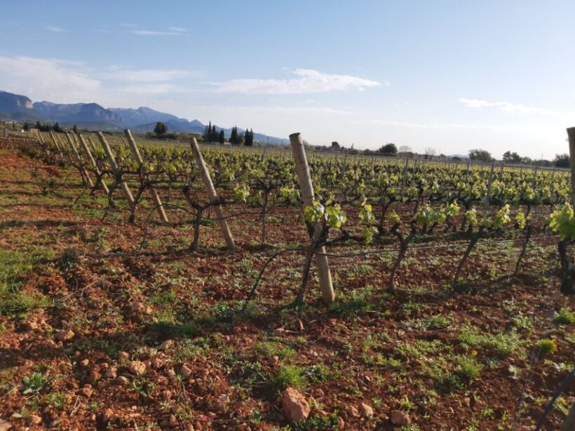 Mallorca: Wine Cellar Tour XL - 3 Wine Tastings incl. GERMAN - The Sum Up