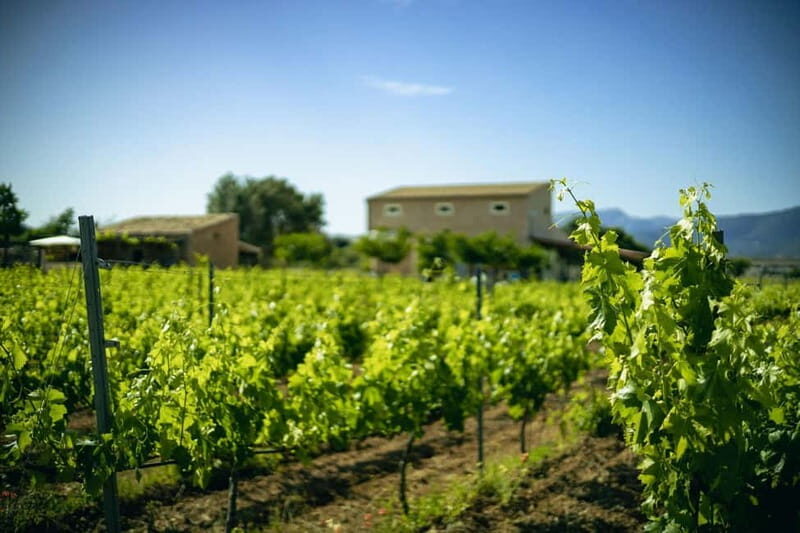 Mallorca: Winery visit and wine tasting, with Mallorcan products - Practical Tips for Travelers