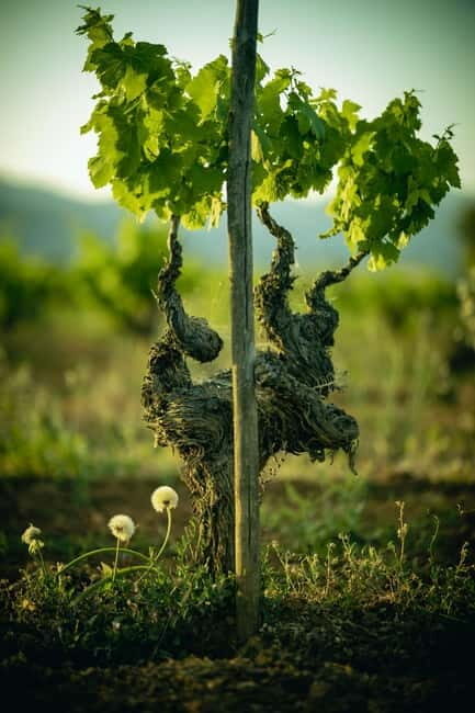 Mallorca: Winery visit and wine tasting, with Mallorcan products - FAQs