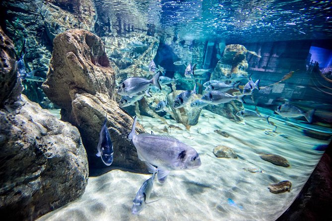 Malta National Aquarium Entrance Ticket - Admission Information