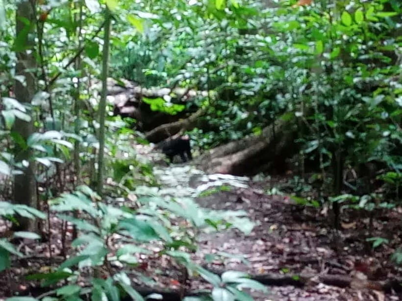 Manado: Tangkoko Wildlife, Waruga, and Lembeh Strait Tour - Key Points