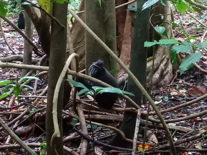 Manado: Tangkoko Wildlife, Waruga, and Lembeh Strait Tour - Final Thoughts