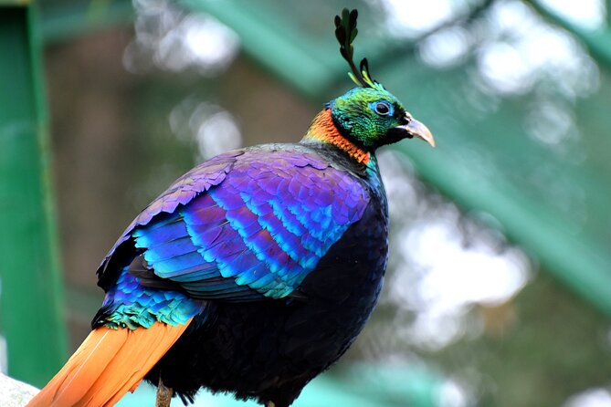 Manali Tour Package - Day-by-Day Breakdown: What to Expect