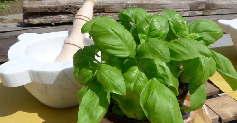 Manarola: Pesto Making Class with Tasting and Wine - Key Points
