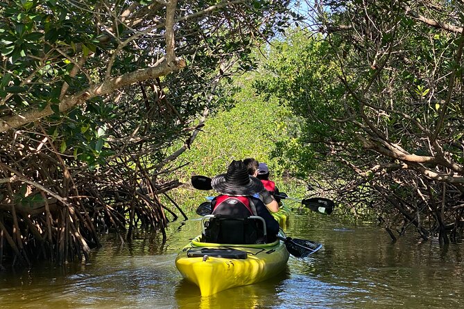 Manatee and Dolphin Kayak Tour - Key Points
