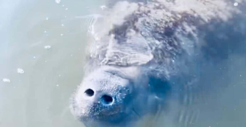 Manatee and Nature Tour of Ormond Beach - A Closer Look at the Experience