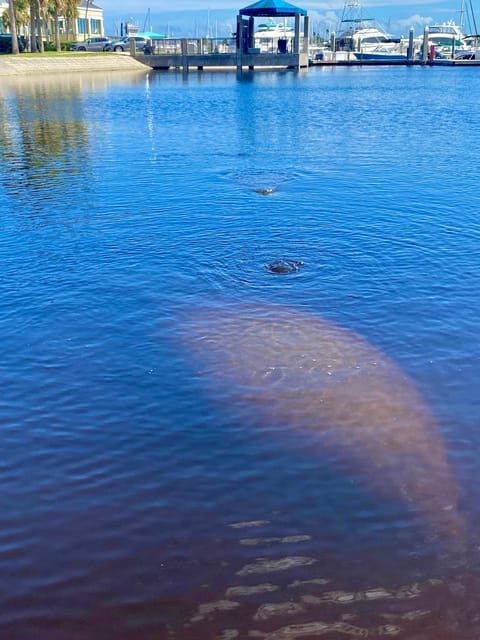 Manatee and Nature Tour of Ormond Beach - The Sum Up