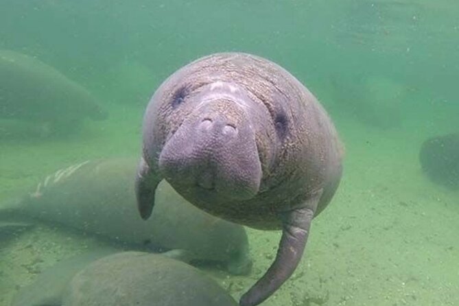 Manatee Discovery Anna Maria Island - The Kayaking Experience