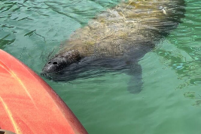 Manatee Discovery Anna Maria Island - Meeting Point and Logistics