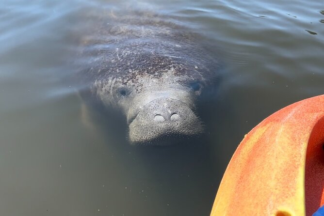 Manatee Discovery Anna Maria Island - Customer Experiences and Feedback