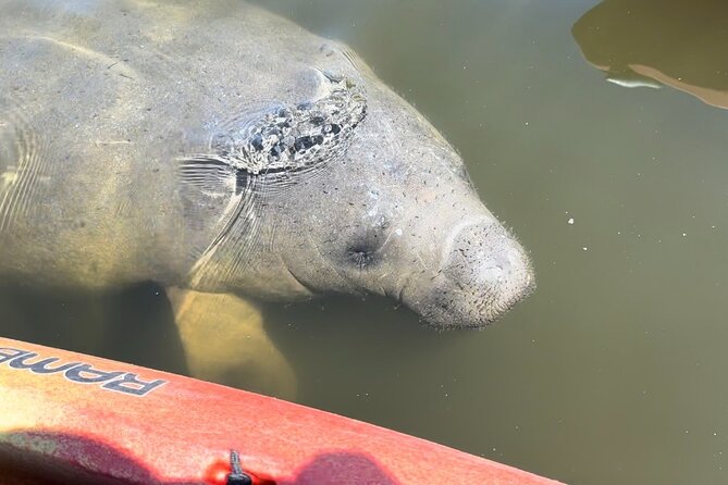 Manatee Discovery Anna Maria Island - The Role of Guides in Wildlife Discovery