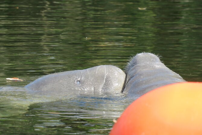 Manatee Discovery Kayak Tour for Small Groups Near Orlando - Seasonal Activities and Experiences