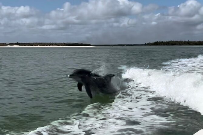 Manatee, Dolphin, and 10,000 Islands Eco Beach Tour by Boat - The Beach and Shelling Experience