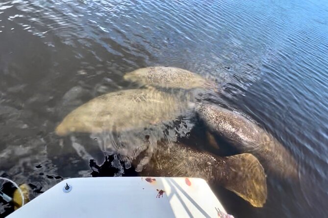 Manatee, Dolphin, and 10,000 Islands Eco Beach Tour by Boat - Final Thoughts: Who Should Book This Tour?