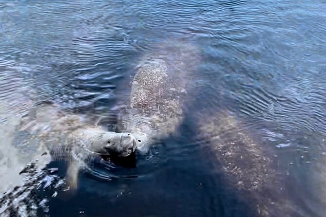 Manatee, Dolphin, and 10,000 Islands Eco Beach Tour by Boat - FAQ
