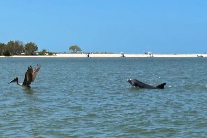 Manatee, Dolphin and 10,000 Islands Sunset Cruise! - Who Will Love This Tour?