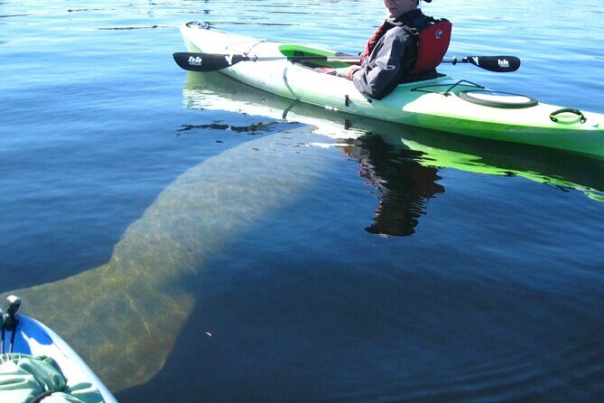Manatee Kayak Encounter - Who Will Love This Experience?