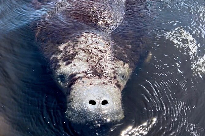 Manatee Sightseeing and Wildlife Boat Tour - Who Will Love This Tour?