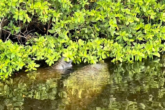 Manatee Sightseeing and Wildlife Boat Tour - FAQ