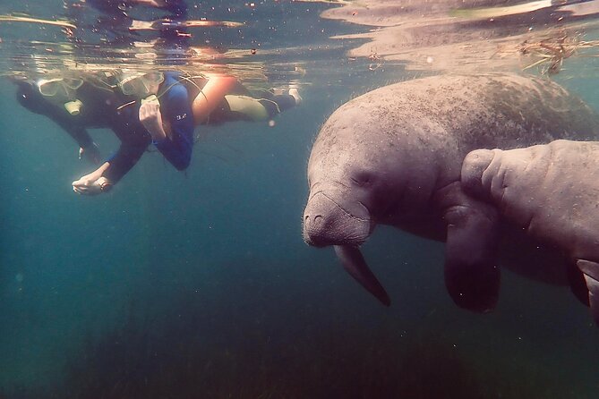 Manatee Snorkel Tour from American Pro Diving Center - The Water and Wildlife: Realities of the Experience