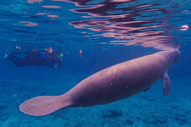 Manatee Snorkel Tour from American Pro Diving Center - Value and Pricing: Does the Tour Deliver?