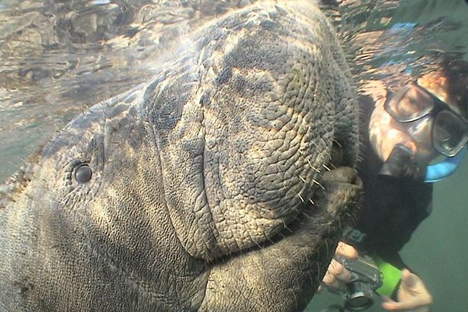 Manatee Snorkel Tour from American Pro Diving Center - The Sum Up: Is This Tour Worth It?