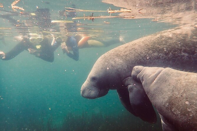 Manatee Snorkel Tour from American Pro Diving Center - FAQ