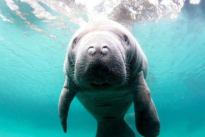 Manatee Snorkel Tour - Small Group - Final Thoughts