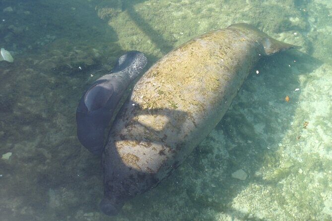 Manatee Springs Adventure Tour - Who Should Consider This Tour?