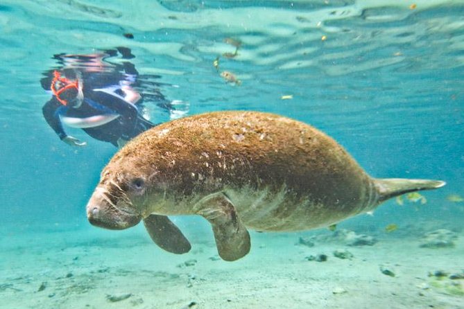 Manatee Swim and Wildlife Park With Upgrade Options From Orlando - Wildlife and Nature
