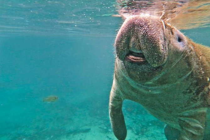 Manatee Swim and Wildlife Park With Upgrade Options From Orlando - Booking and Additional Information