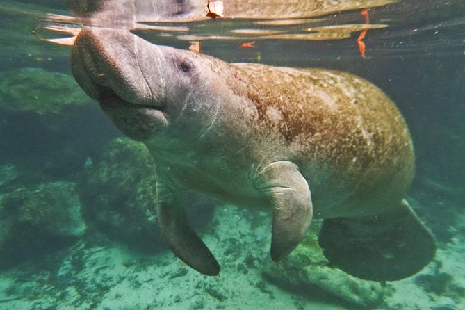 Manatee Swim and Wildlife Park With Upgrade Options From Orlando - What to Expect on the Cruise and Airboat Ride