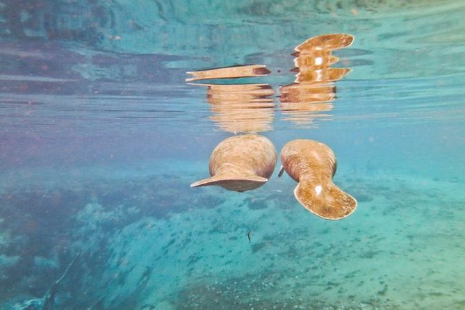 Manatee Swim and Wildlife Park With Upgrade Options From Orlando - Exploring Homosassa Springs Wildlife State Park