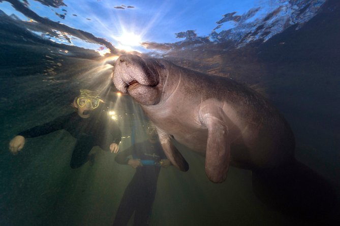 Manatee Swim Tour with In Water Photographer - The Value of This Tour: Price and What You Get