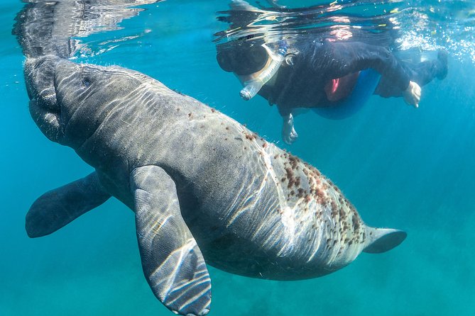 Manatee Swim Tour with In Water Photographer - Final Thoughts
