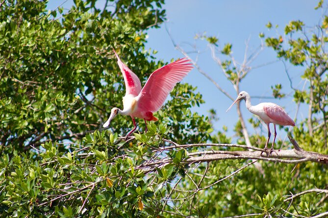 Manatees and Mangrove Tunnels Small Group Kayak Tour - FAQ