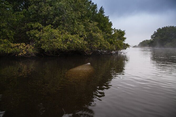 Manatees, Grasslands and Mangroves kayak Tour (Small Group Tour) - What’s Included & What to Bring